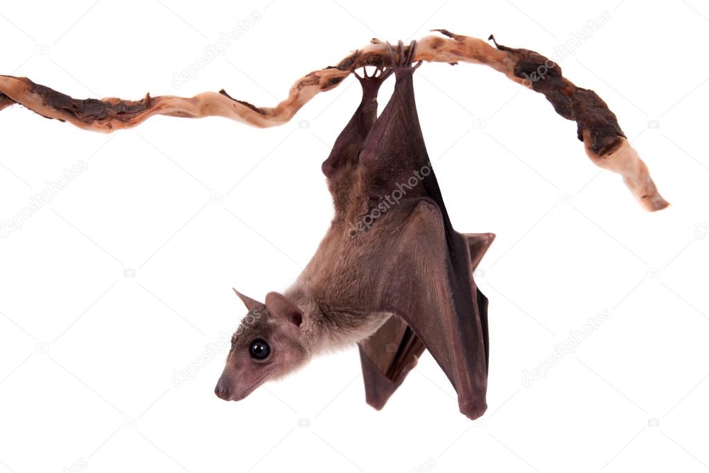 Egyptian fruit bat isolated on white — Stock Photo © Farinosa #68468619