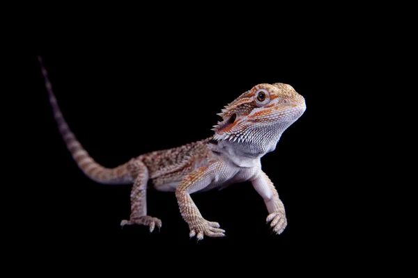 Small bearded dragon Stock Photos, Royalty Free Small bearded dragon ...