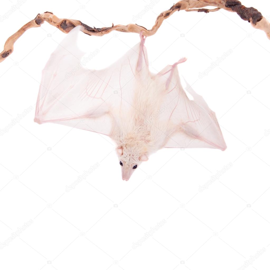 Egyptian Fruit Bat Flying
