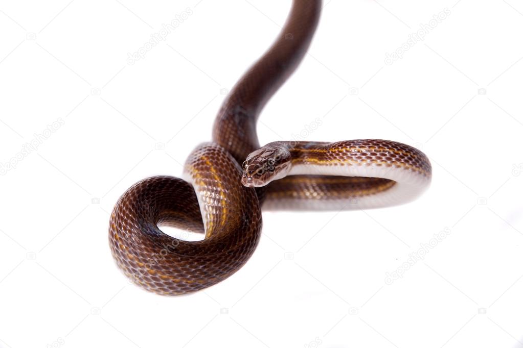 Striped House Snake on white background Stock Photo by ©Farinosa 69224479