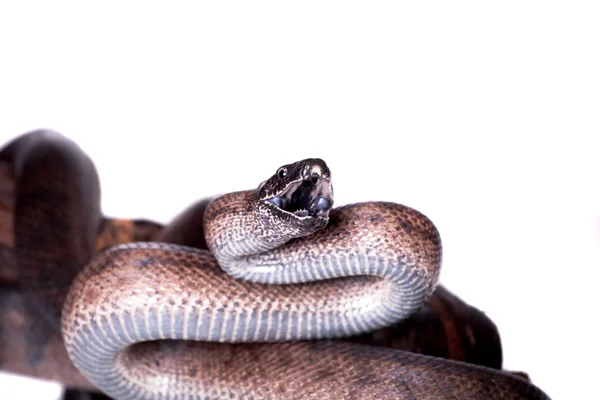 Fotos de Puerto rican boa, Imágenes de Puerto rican boa ⬇ Descargar ...