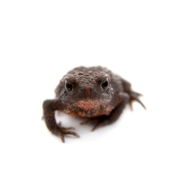 Pygmy toad Stock Photos, Royalty Free Pygmy toad Images | Depositphotos