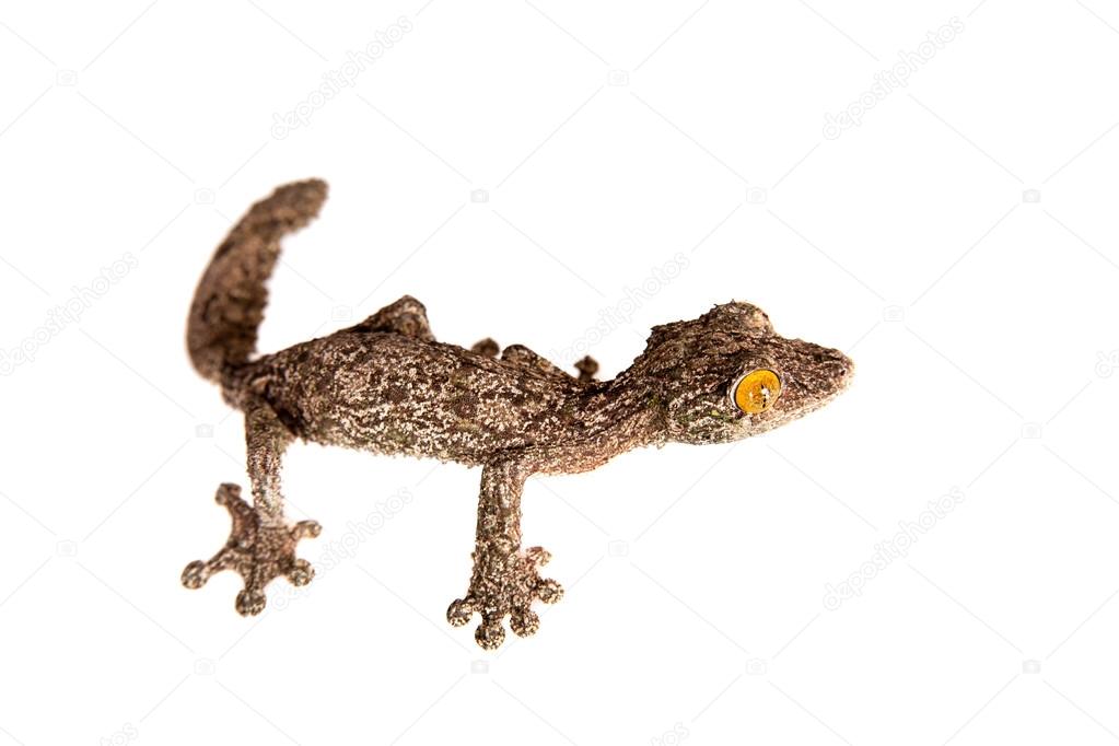 Cola de hoja Gecko, uroplatus sameiti sobre blanco 2023
