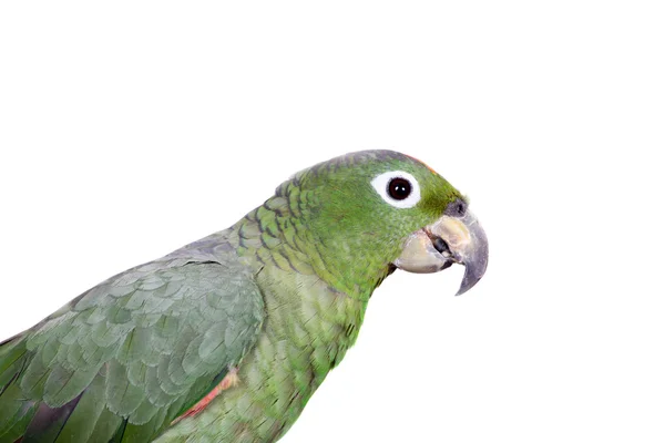 Perico fotos de stock, imágenes de Perico sin royalties | Depositphotos