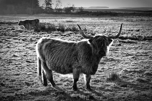 Heilan coo Stock Photos, Royalty Free Heilan coo Images | Depositphotos