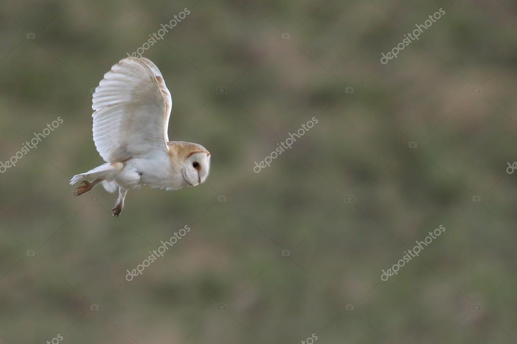 Wild Barn B ho (Tyto alba) en vuelo con precioso fondo de campo verde. Tomado en el Reino Unido ...