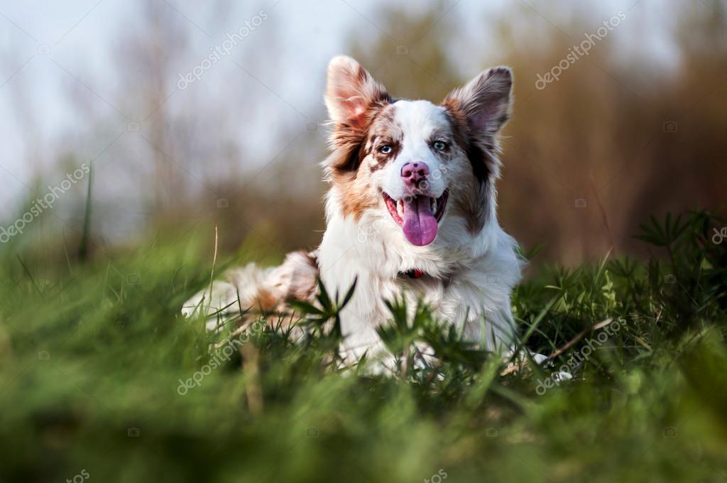 Are Border Collies Generally Yappy