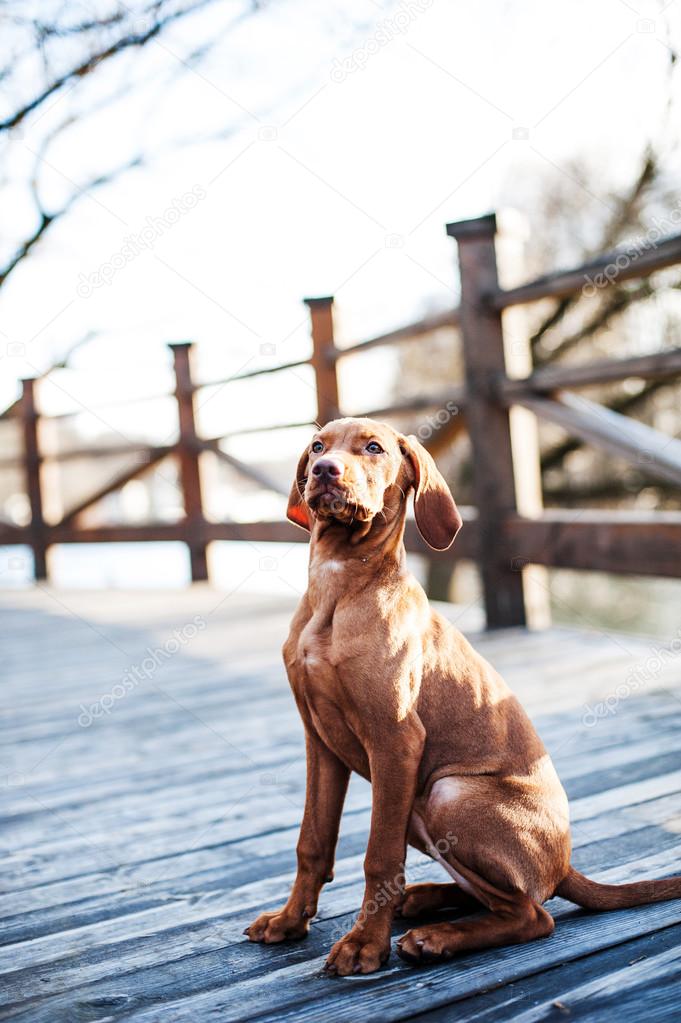 Vizsla Dog (Hungarian Pointer) Portrait — Stock Photo © Faina_Sapfira ...