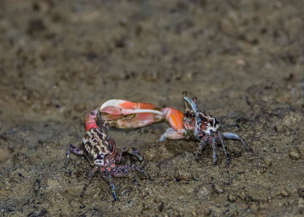Crab catchers Stock Photos, Royalty Free Crab catchers Images ...