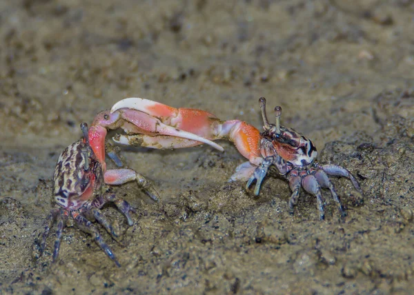Fiddler Crab Life Cycle