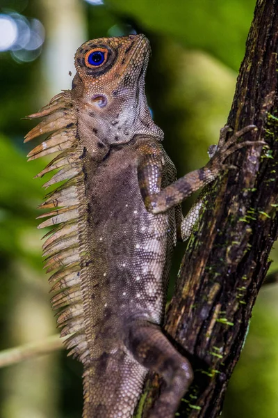 Borneo Lizard in Gunung Gading Borneo Malaysia — Stock Photo ...