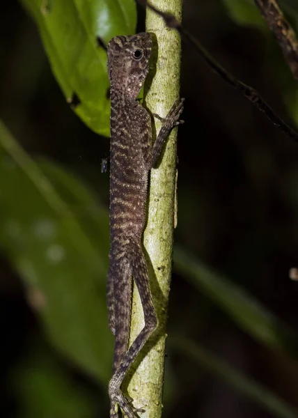Borneo las smok Stock Photos, Royalty Free Borneo las smok Images ...