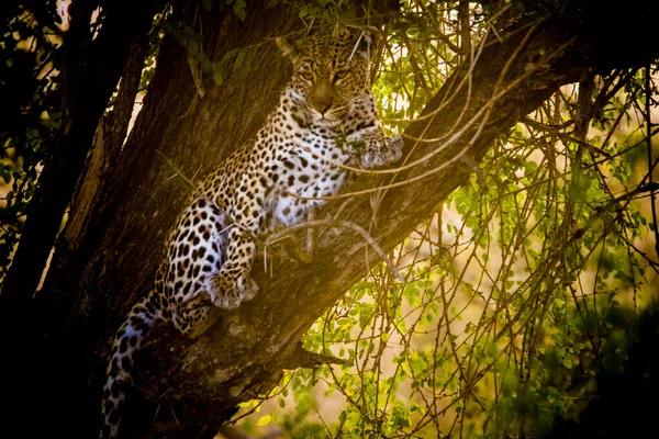 Leopard tree Stock Photos, Royalty Free Leopard tree Images | Depositphotos
