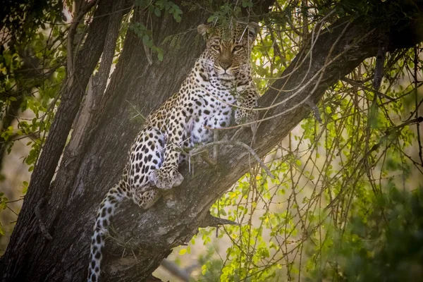 Leopard on tree Stock Photos, Royalty Free Leopard on tree Images ...