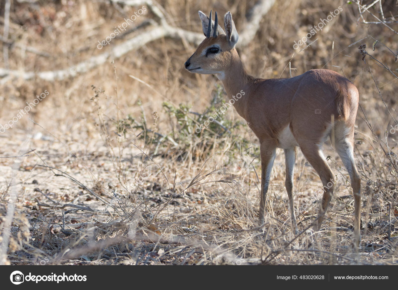 Oribi Mammal Kruger National Park South Africa Stock Photo by ...