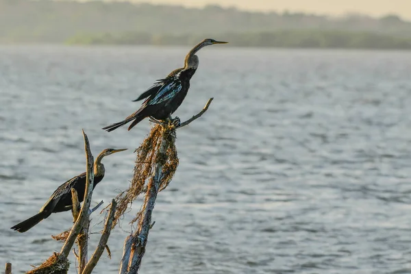 Cormorans aux yeux bleus Stock Photos, Royalty Free Cormorans aux yeux ...