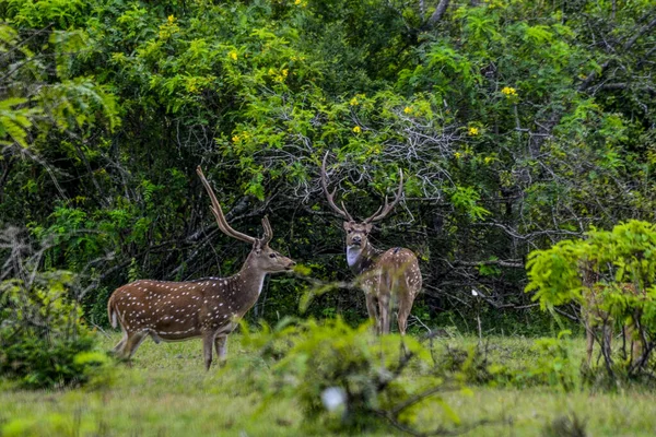 Skydd vild natur Stock Photos, Royalty Free Skydd vild natur Images ...