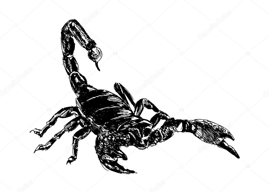 Emperor Scorpion Drawing