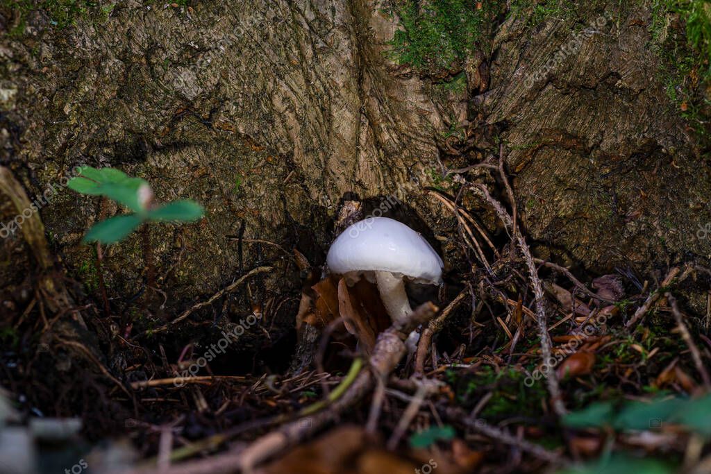 Hygrophorus eburneus, comúnmente conocida como gorra cerosa de marfil o ...