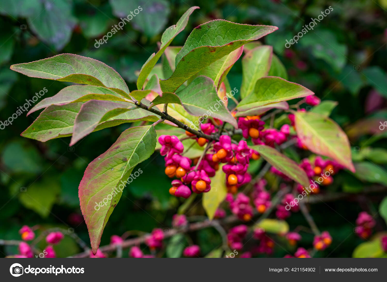 Euonymus Europaeus European Spindle Common Spindle Colorful Autumn ...