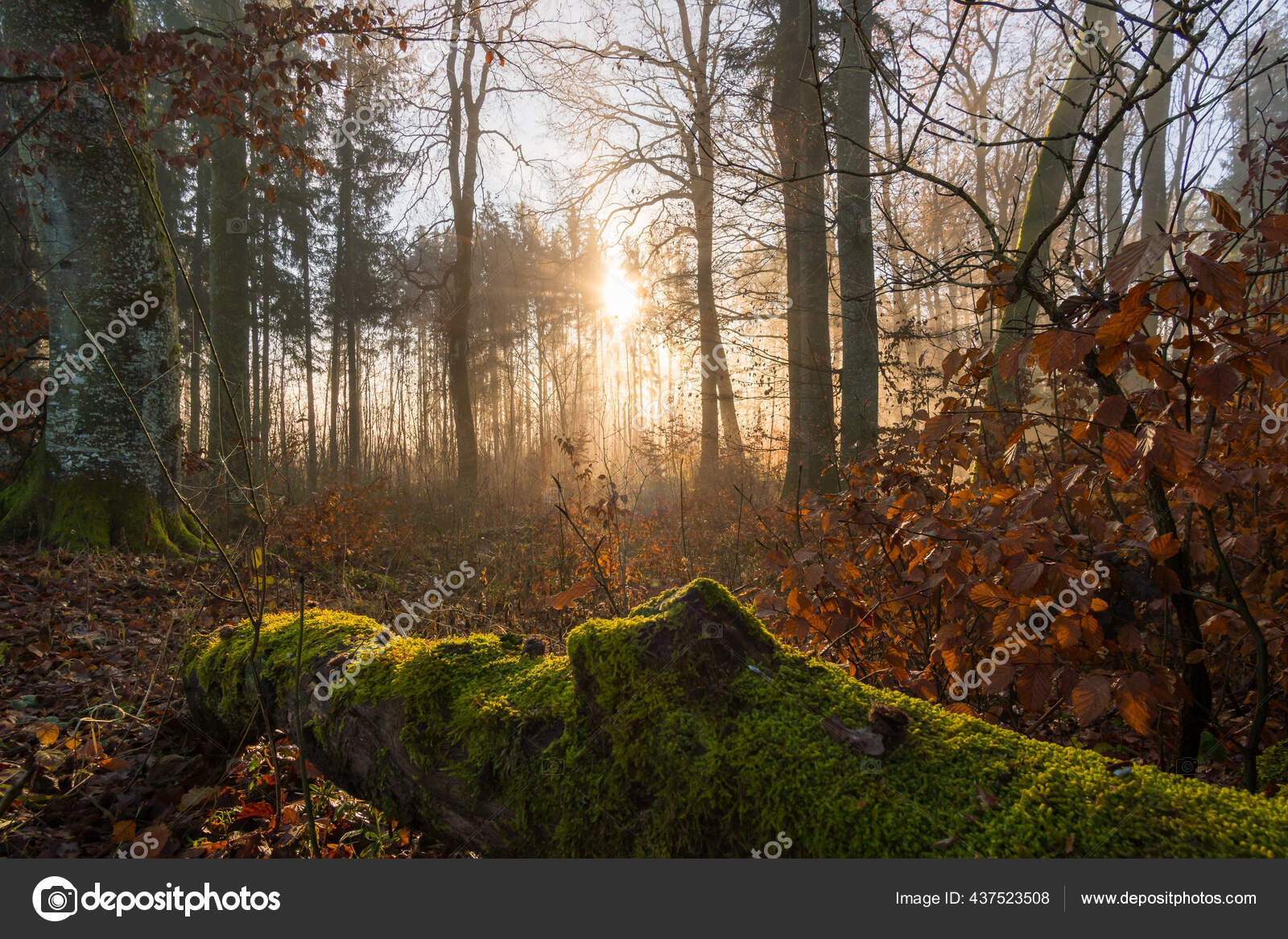 Dreamlike Lighting Mood Morning Walk Fog Upper Swabia — Stock Photo ...