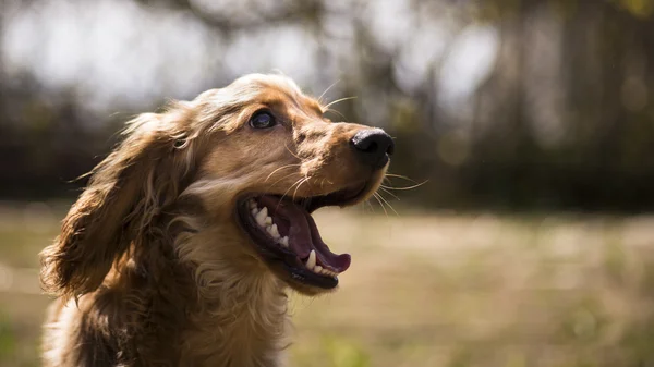 Golden retriever scared Stock Photos, Royalty Free Golden retriever ...