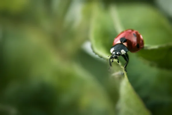 Redback Stock Photos, Royalty Free Redback Images | Depositphotos