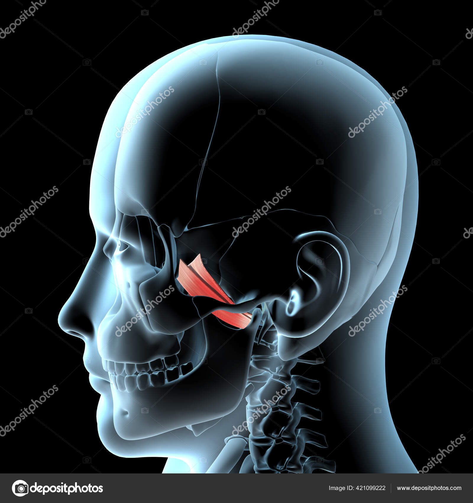 Illustration Shows Lateral Pterygoid Muscles Anatomical Position Xray ...