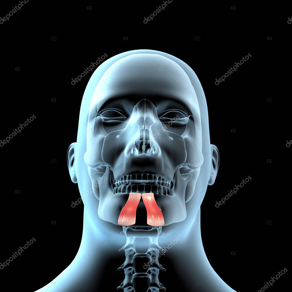 Esta ilustración 3D muestra la posición anatómica de los músculos ...