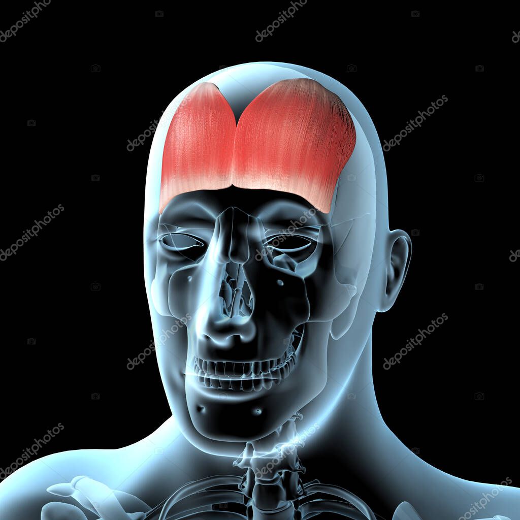 Esta ilustración 3D muestra la posición anatómica de los músculos ...