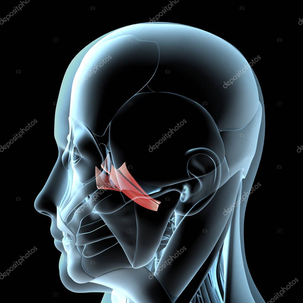 Esta ilustración en 3D muestra una vista de los músculos pterigoides ...