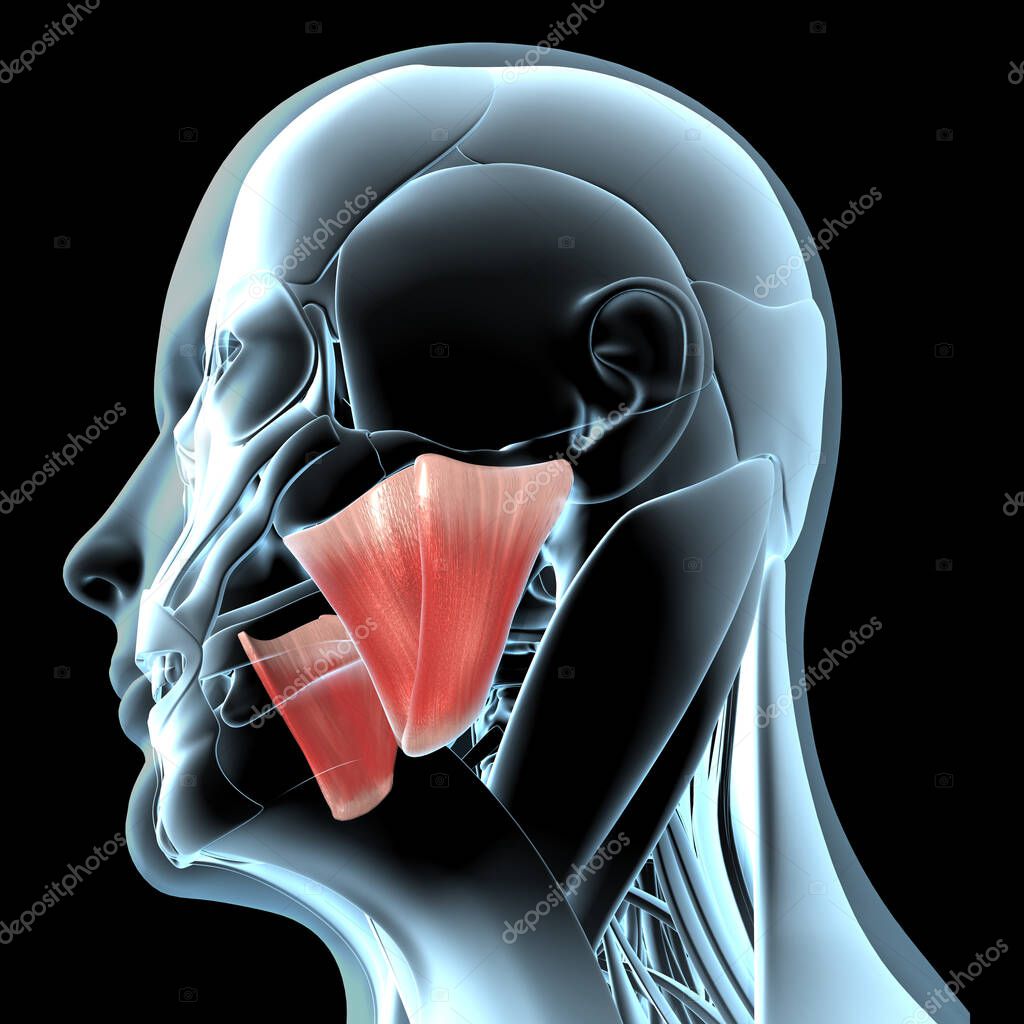 Esta ilustración en 3D muestra una vista de los músculos maseteros en ...