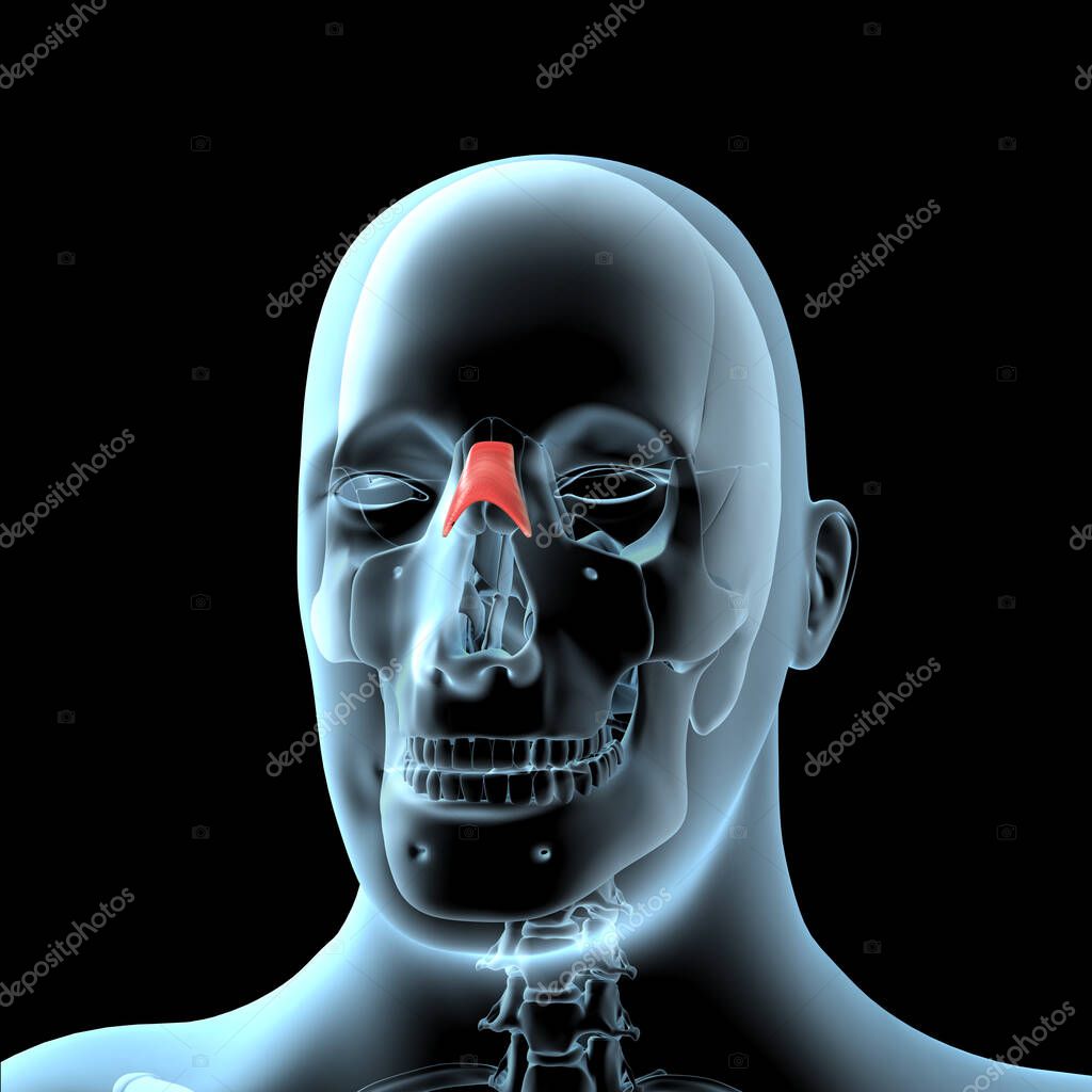 Esta ilustraci n 3D muestra la posici n anat mica de los m sculos nasales en el cuerpo de rayos ...