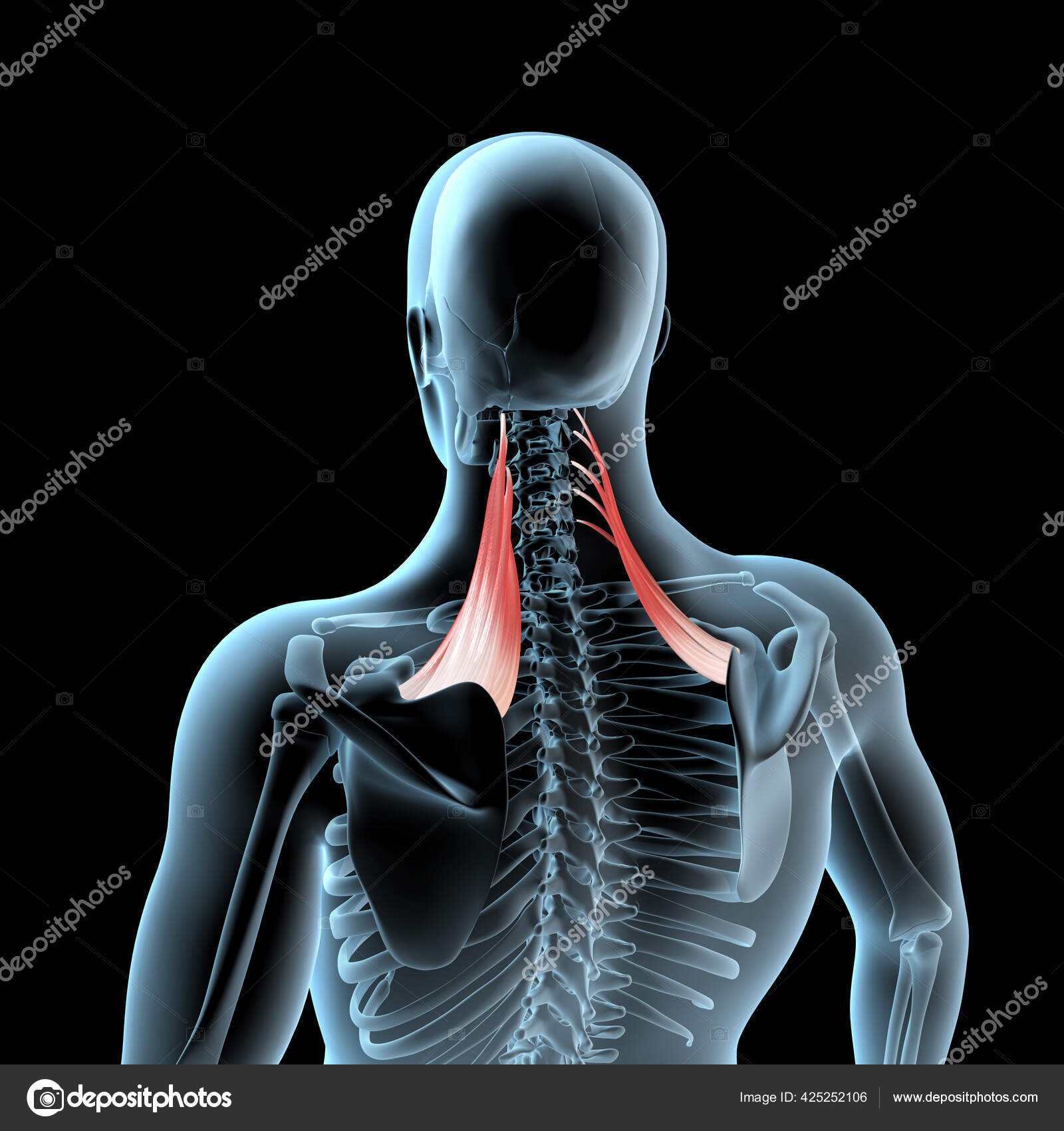 Músculos De La Anatomía De La Escápula