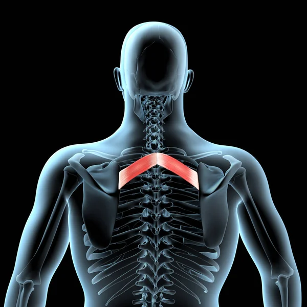 Anatomical Position Muscles