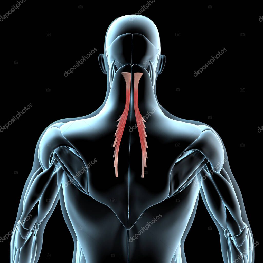 Esta ilustración en 3D muestra una vista de los músculos menores de la ...