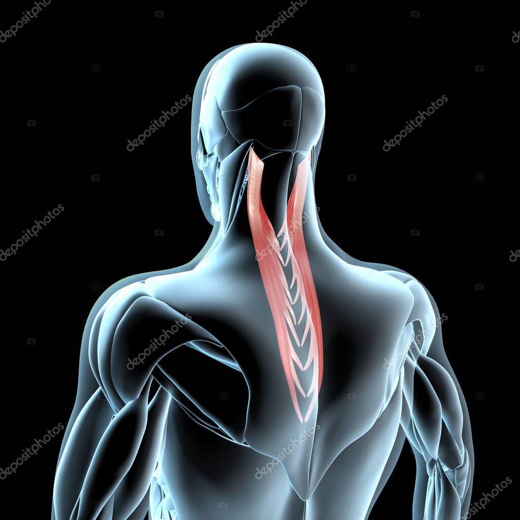 Esta ilustración en 3D muestra una vista de los músculos de la capitis ...