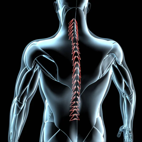 Rotator Stock Photos, Royalty Free Rotator Images | Depositphotos