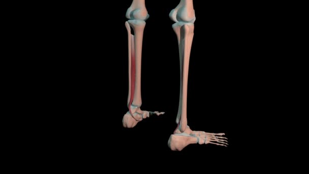 Animation Shows Tibialis Posterior Muscles Full Rotation Loop Human ...