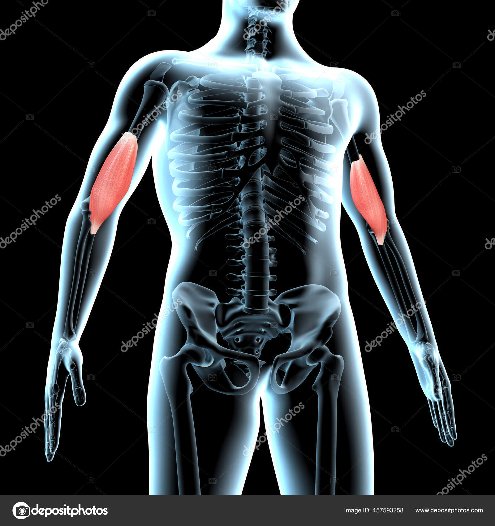 Anatomical Position Muscles