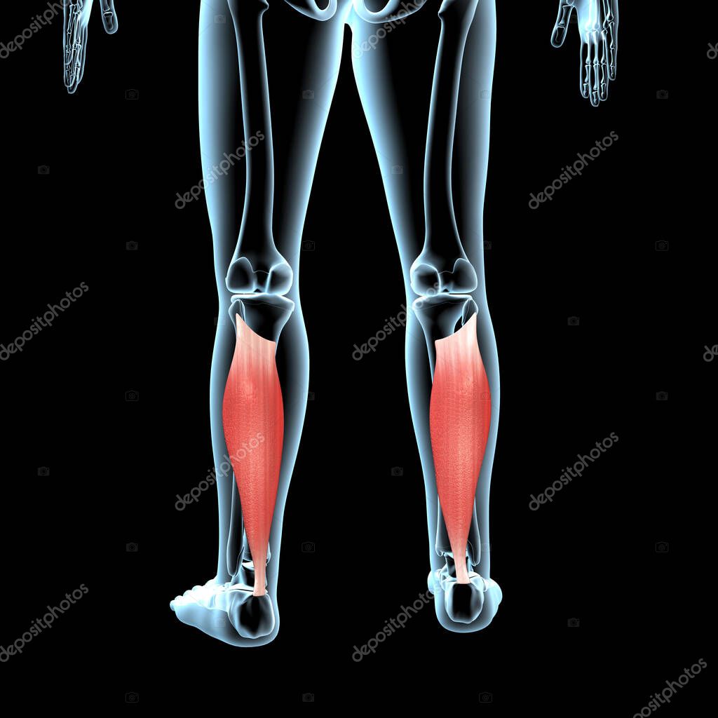 This 3d illustration shows the soleus muscles anatomical position on ...