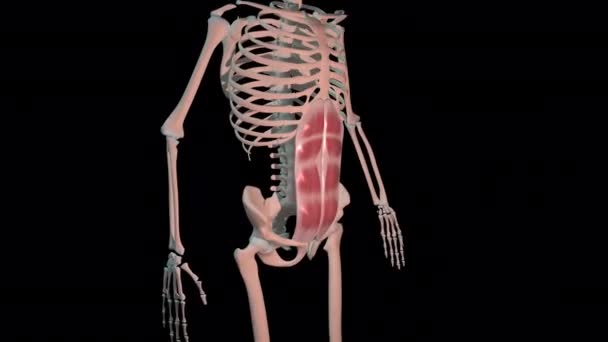 Animation Shows External Obliquus Abdominis Muscles Full Rotation Loop ...