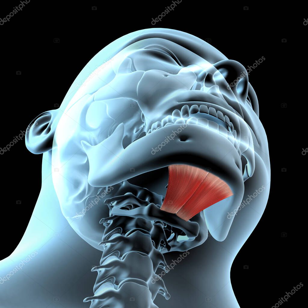 Esta ilustración 3D muestra la posición anatómica de los músculos ...