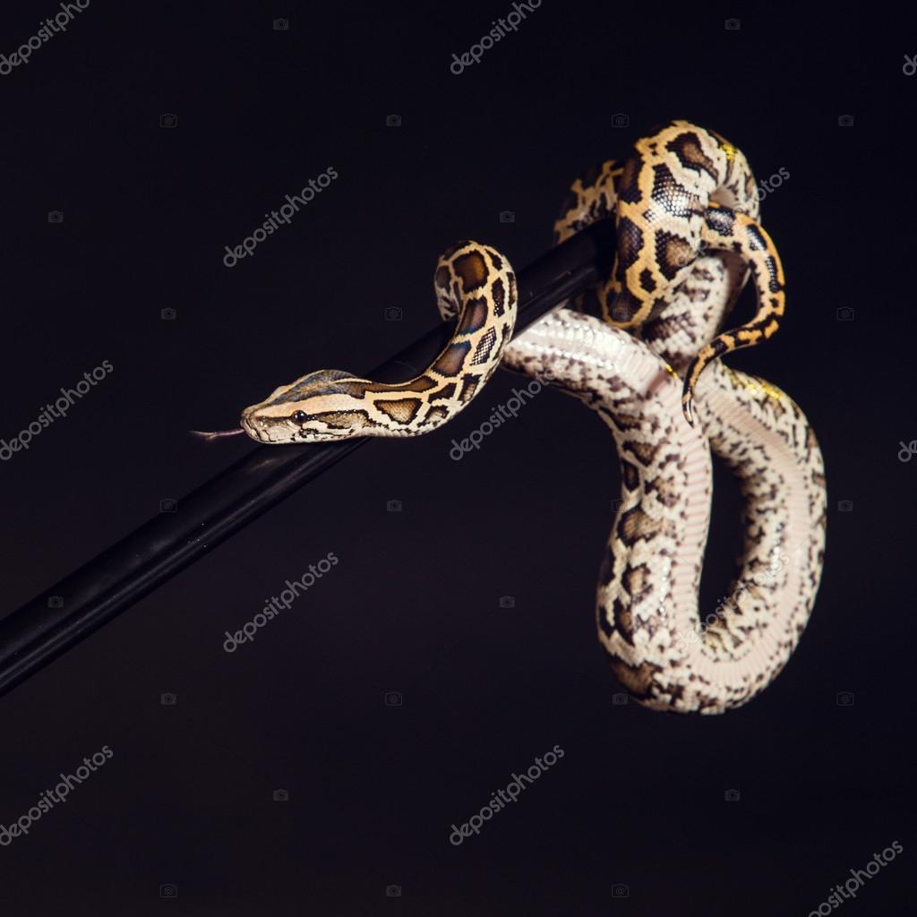 Tiger python, black and yellow, against black background Stock Photo by ...