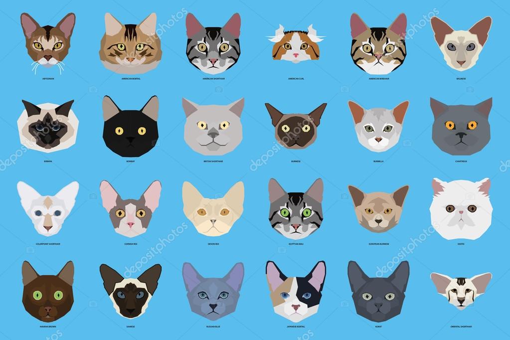 Set of cat breeds, vector illustration Stock Vector by ... Set of cat breeds, vector illustration Stock Vector by ...