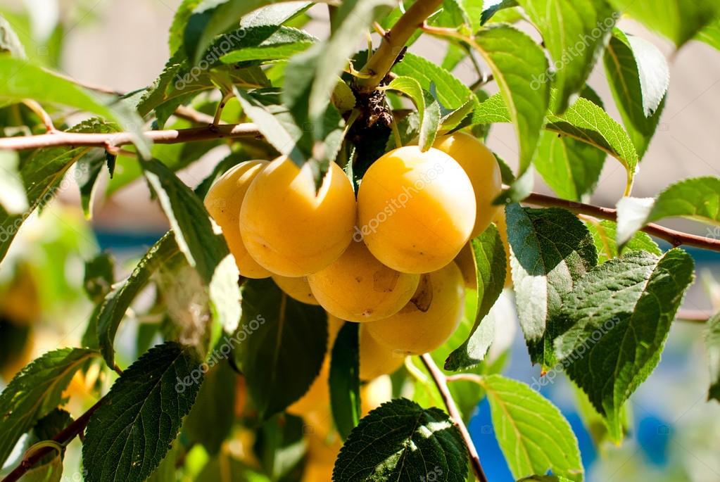 Ripe yellow plum on a branch — Stock Photo © vi-mart #79219554