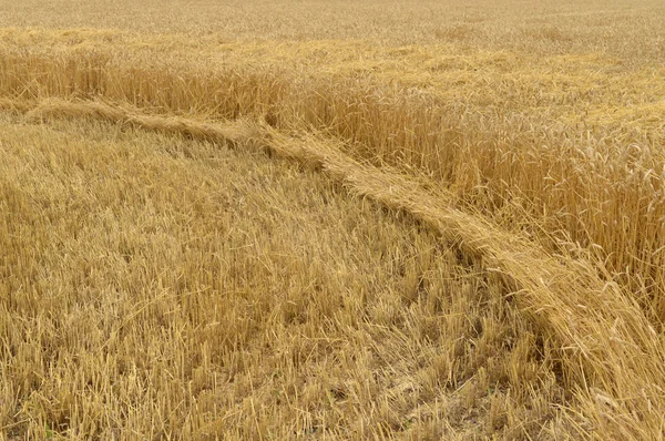 Wheat field before harvest - Stock Image - Everypixel