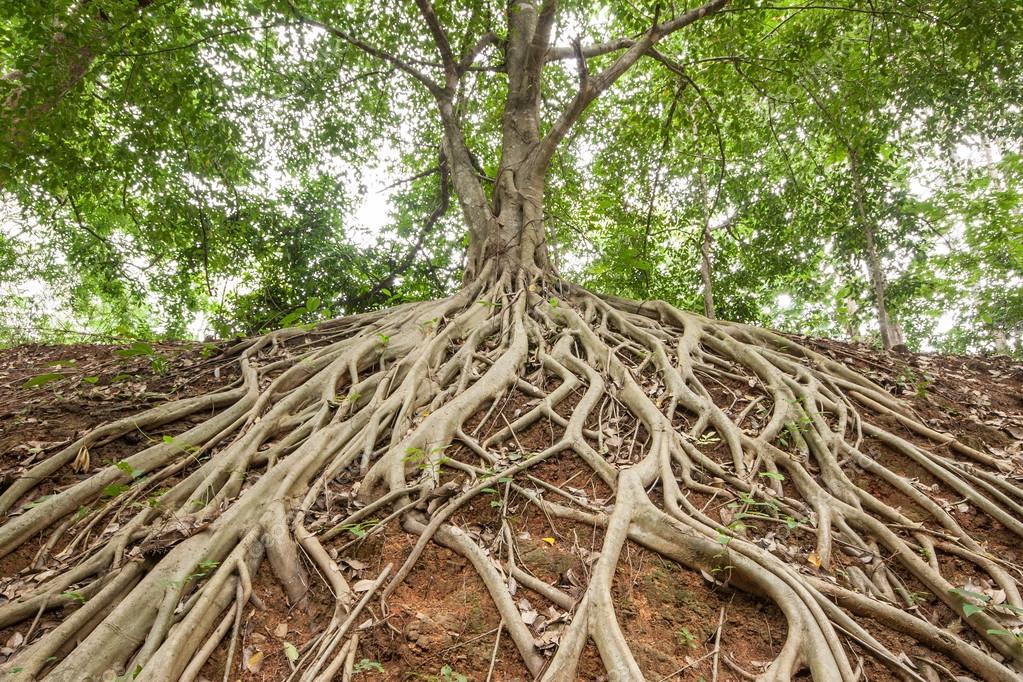 Root of banyan tree. — Stock Photo © noppanun #52561467
