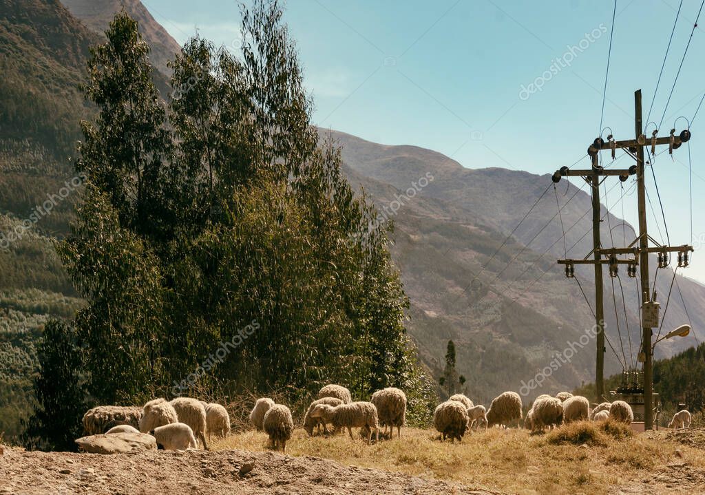 Una bandada de ovejas pastando en hermosos paisajes al atardecer en ...