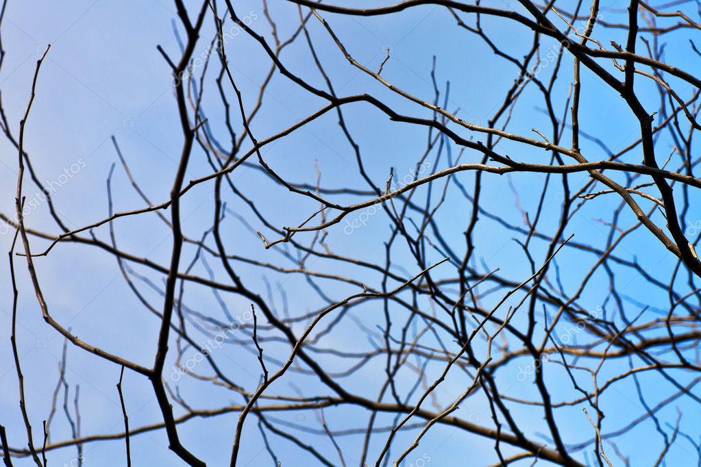 Dry branches in fall Stock Photo by ©artnature 60779825